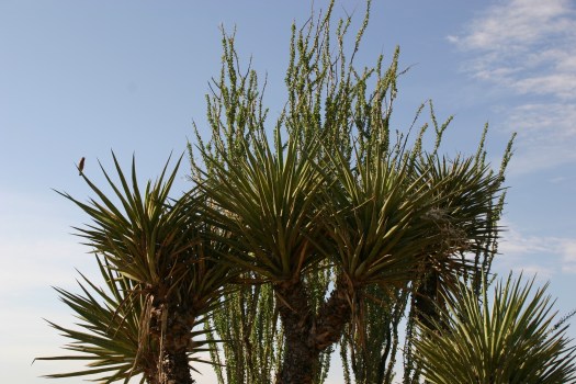 Landscape with Native Plants – Chihuahuan Desert Education Coalition