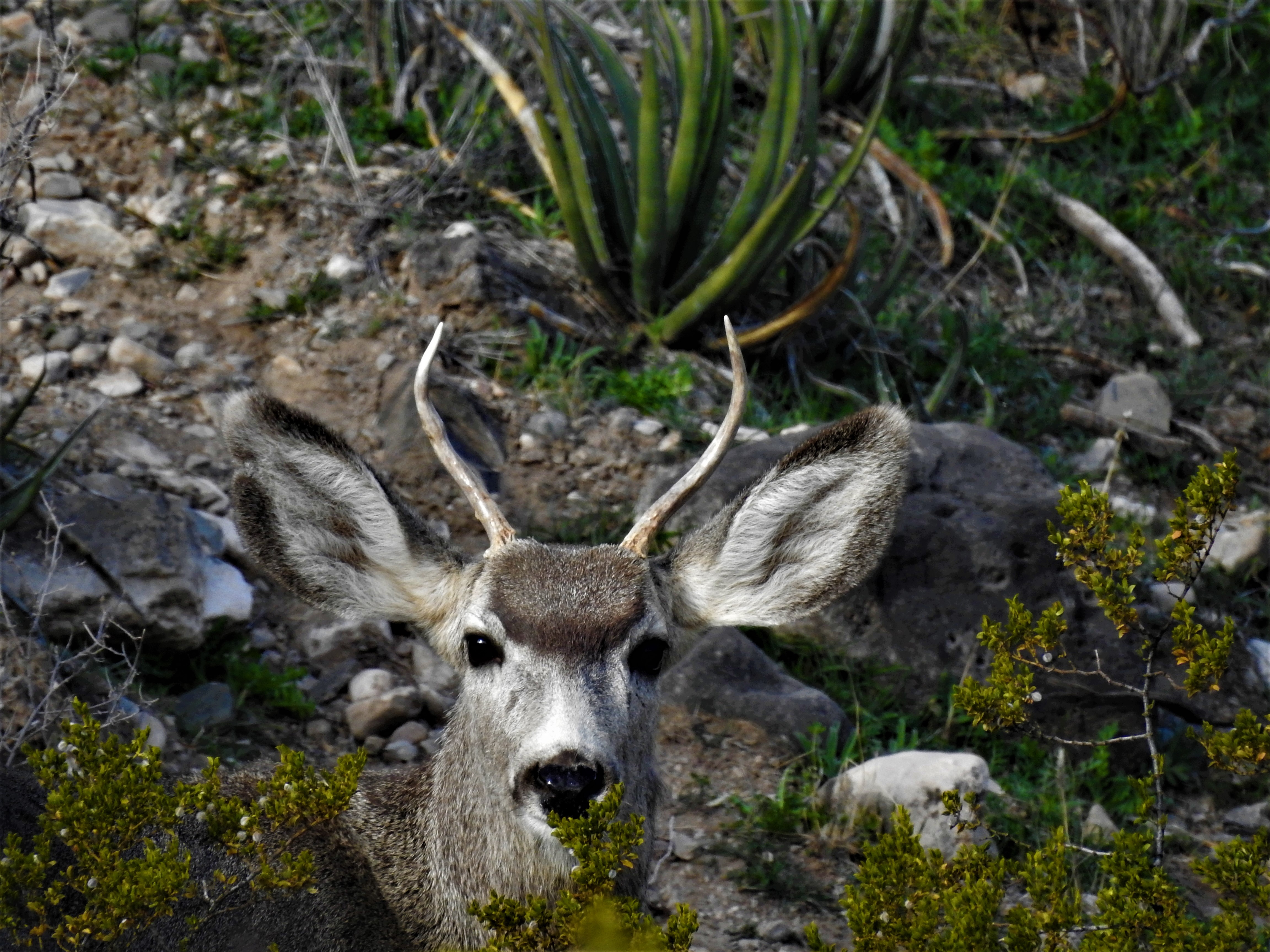 small buck mule deer – Chihuahuan Desert Education Coalition