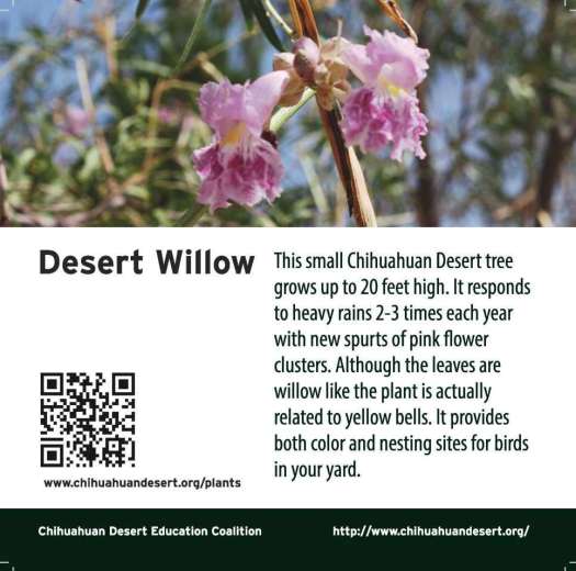 Landscape with Native Plants – Chihuahuan Desert Education Coalition