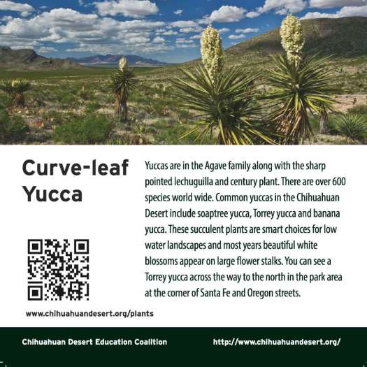 Landscape with Native Plants – Chihuahuan Desert Education Coalition