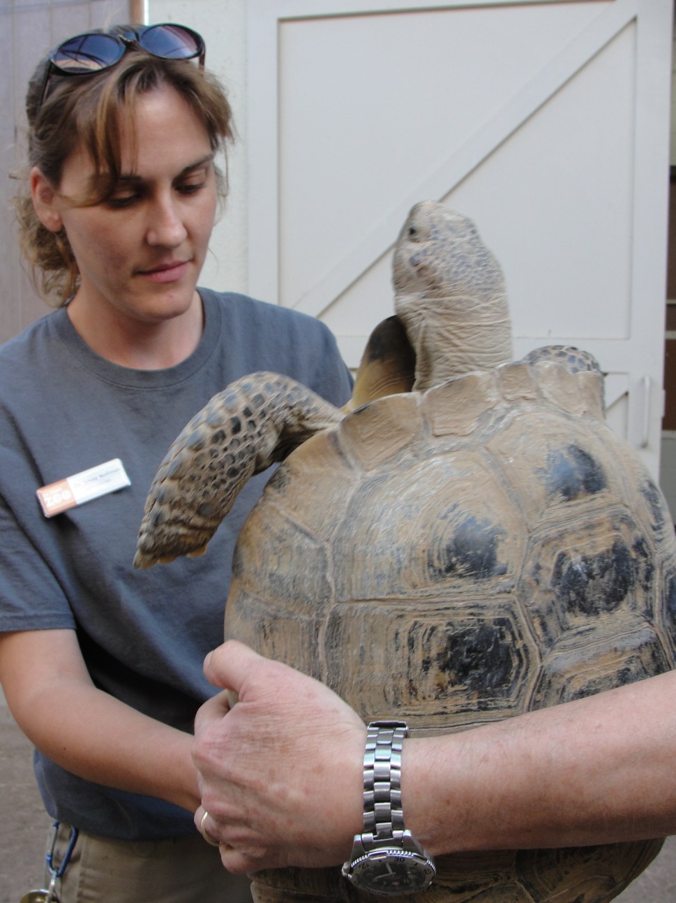 The Return: Great news for the Bolson Tortoise – Chihuahuan Desert ...