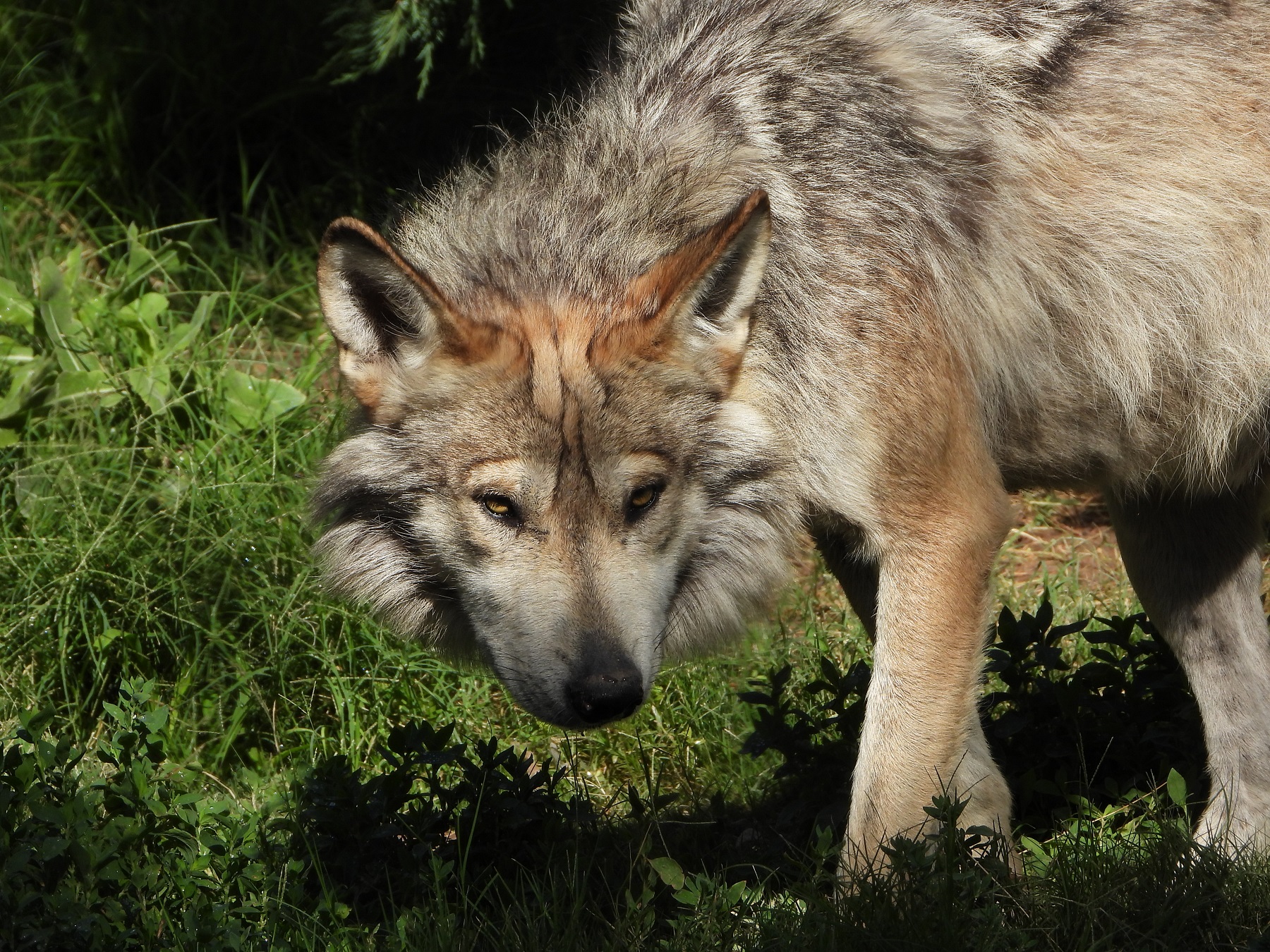 Anthony Stenger to talk about the Texas Lobo Coalition on Wednesday ...