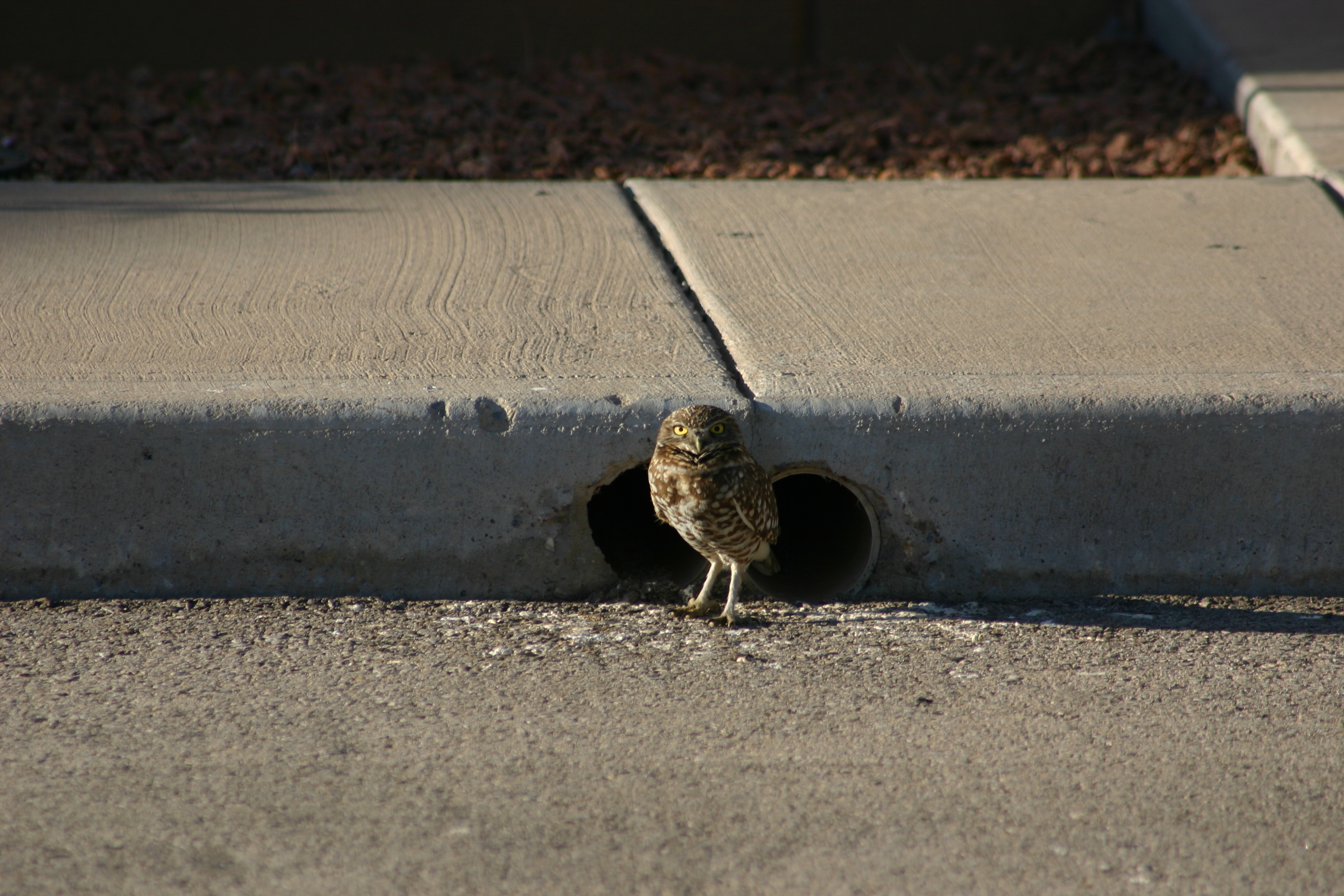 Can we learn to share El Paso with burrowing owls? – Chihuahuan Desert ...