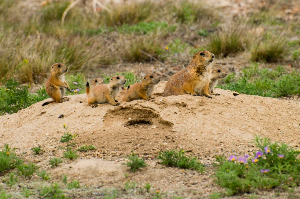 Efforts continue to bring back prairie dogs to El Paso – Chihuahuan ...