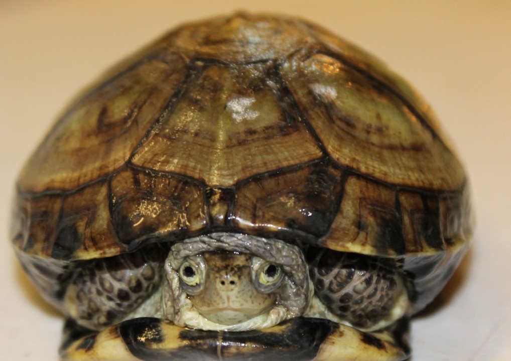 coahuilanboxturtle – Chihuahuan Desert Education Coalition